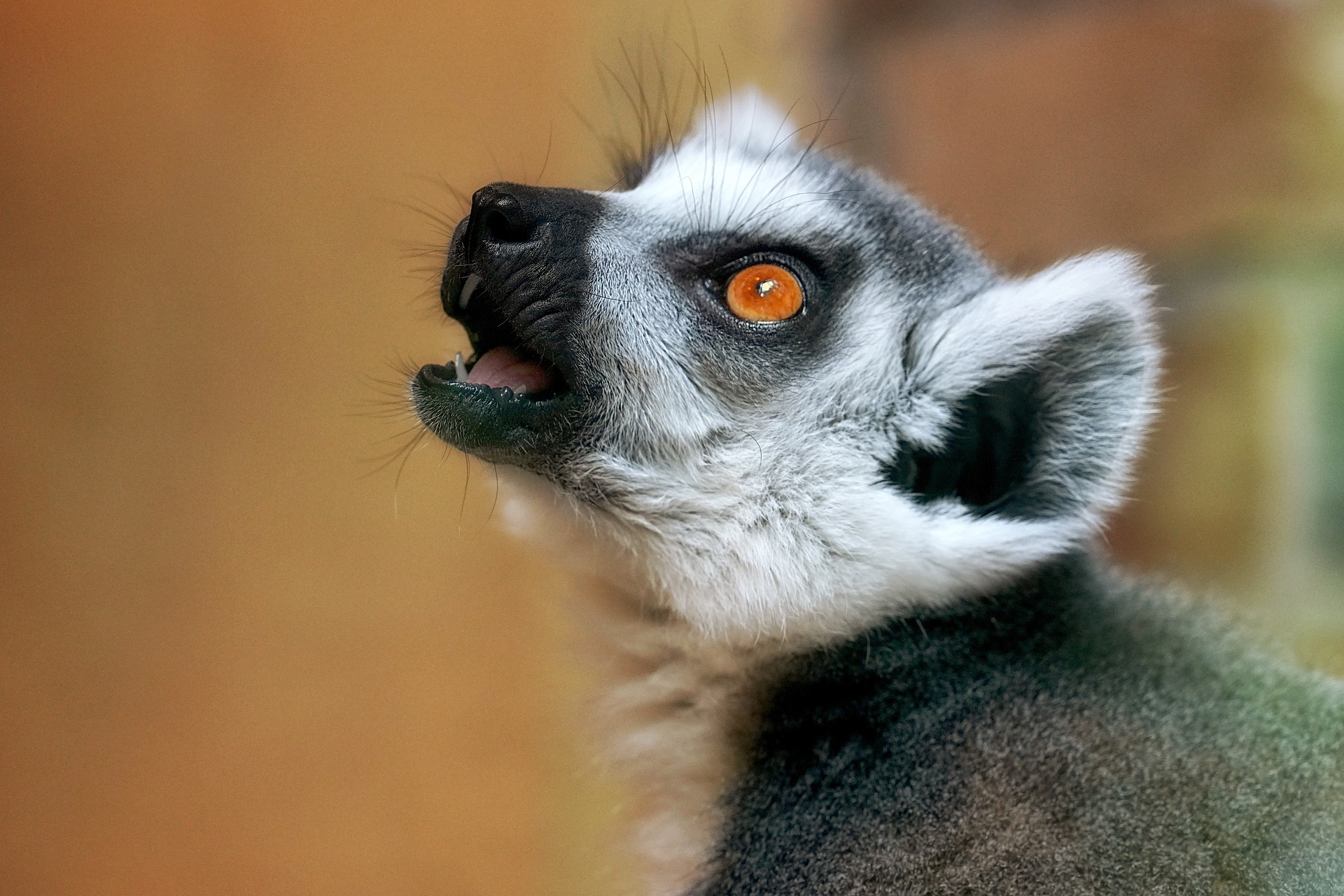 Let's get to know the animals! 6 experiences for true animal lovers ...